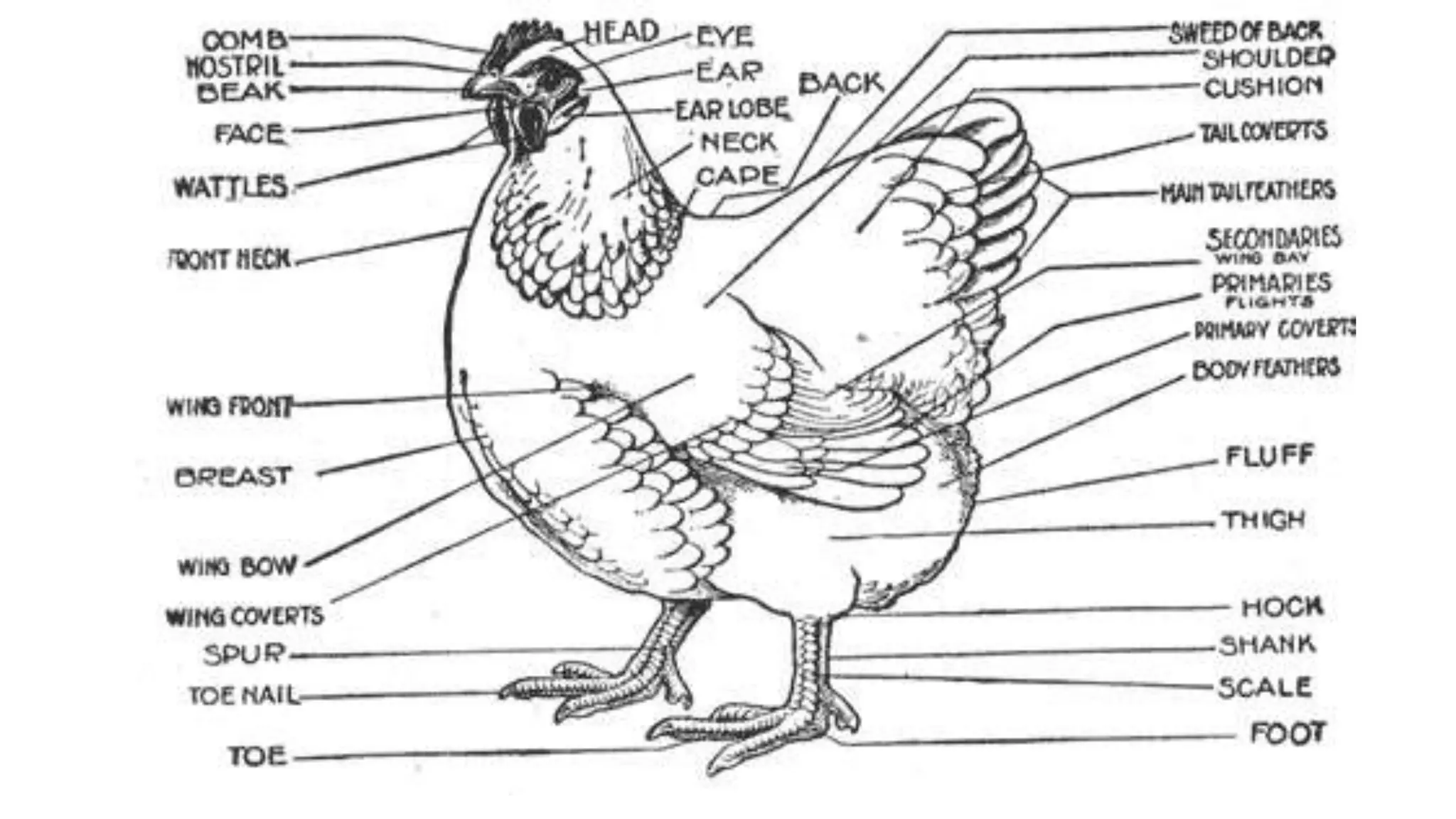 External Body Parts Of Chicken Ppt