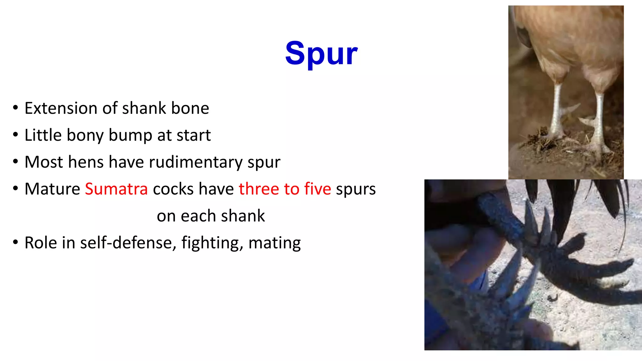 External Body Parts of Chicken | PPSX