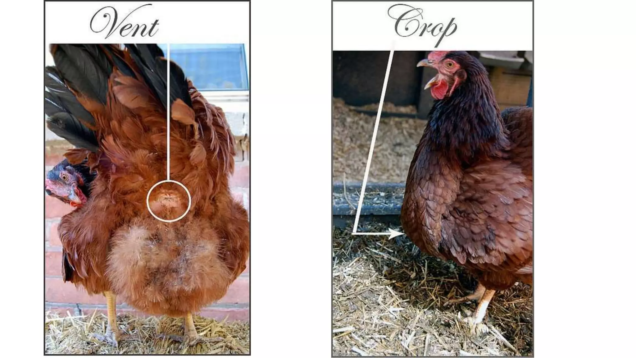 External Body Parts of Chicken | PPSX