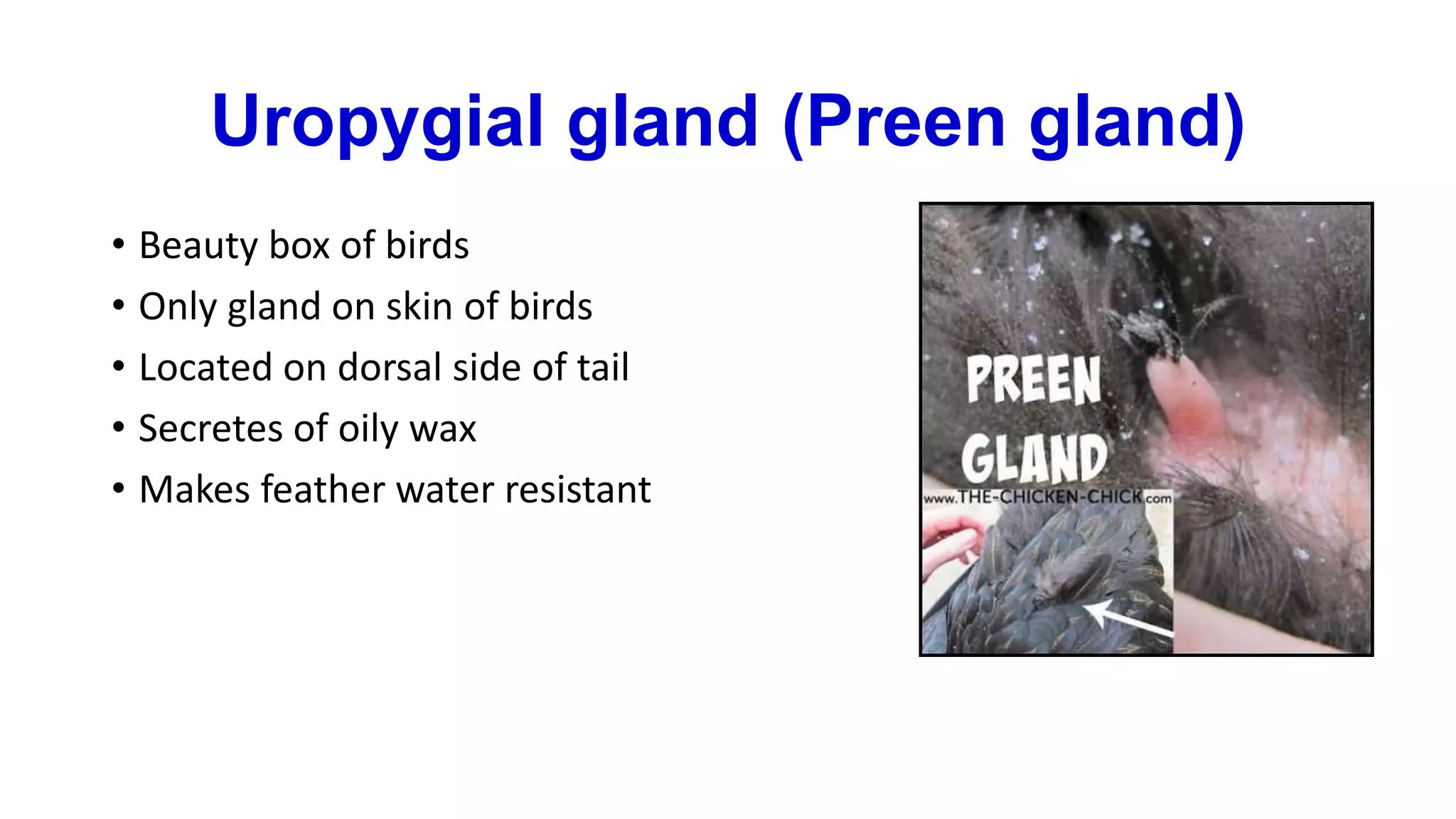 External Body Parts of Chicken | PPSX