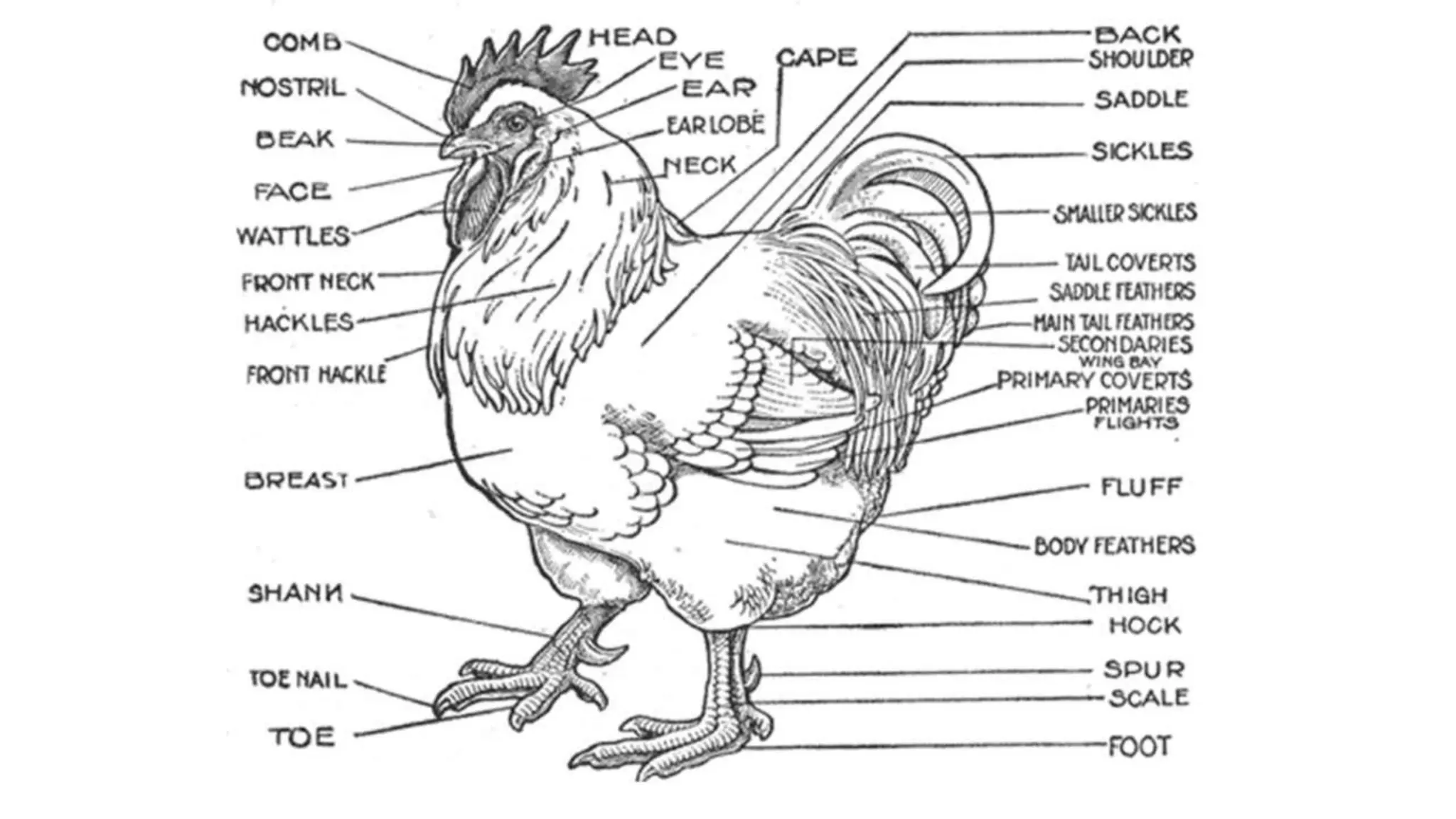External Body Parts of Chicken | PPSX