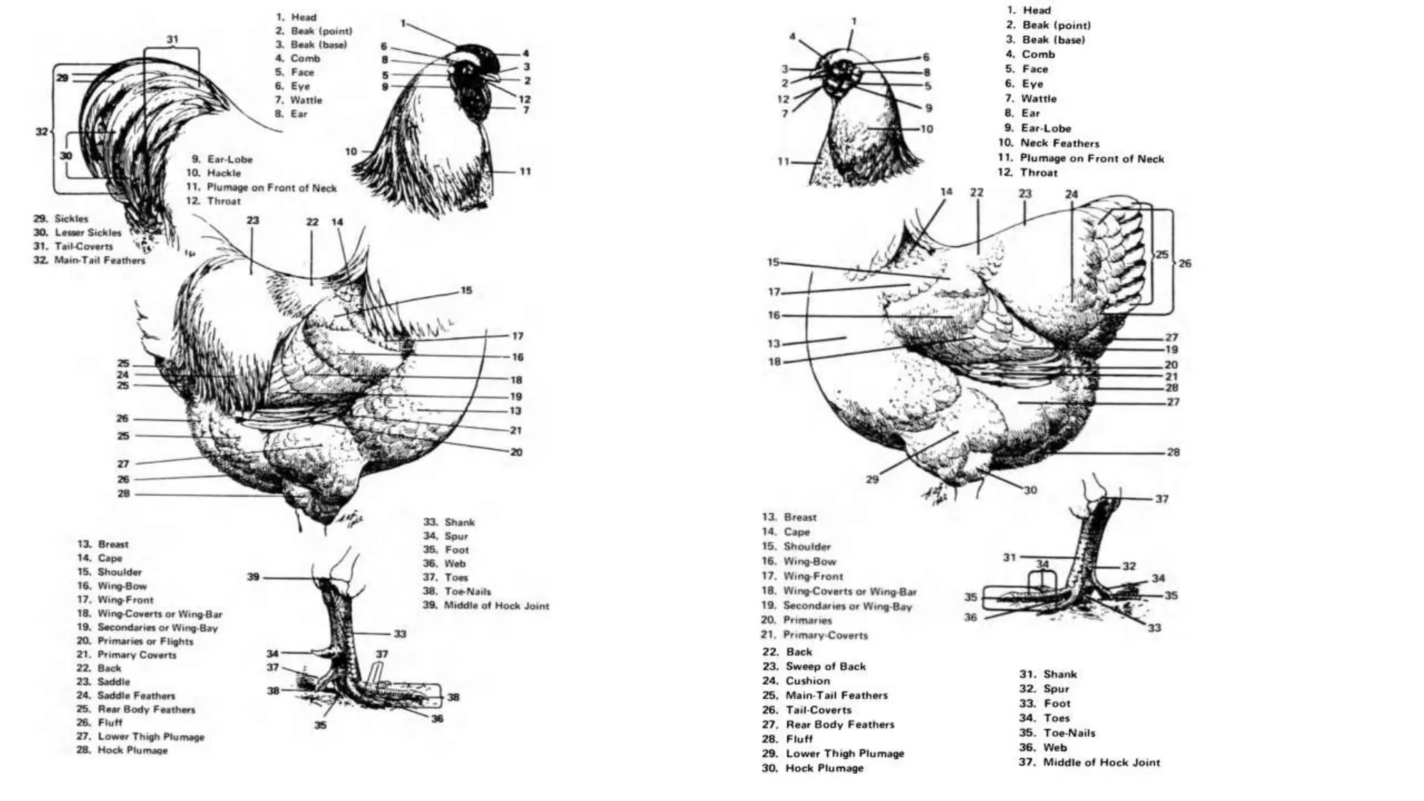 External Body Parts Of Chicken Ppt