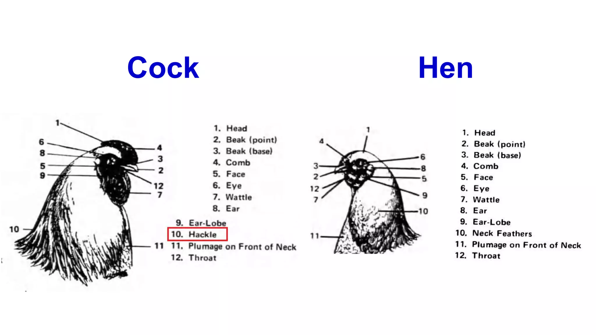 External Body Parts Of Chicken Ppt