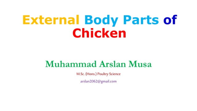 External Body Parts of Chicken | PPSX | Birds | Pets