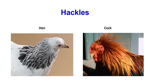 External Body Parts of Chicken | PPSX | Birds | Pets