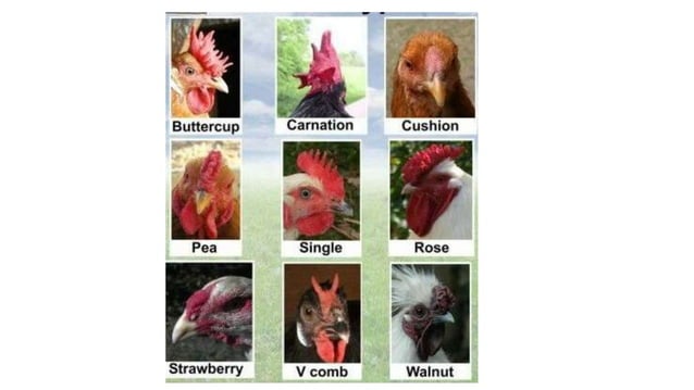 External Body Parts of Chicken | PPSX | Birds | Pets