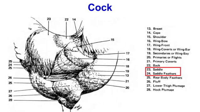 External Body Parts of Chicken | PPSX | Birds | Pets
