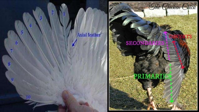 External Body Parts of Chicken | PPSX | Birds | Pets