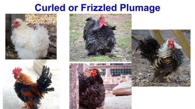 External Body Parts of Chicken | PPSX | Birds | Pets