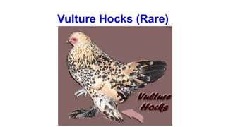 External Body Parts of Chicken | PPSX