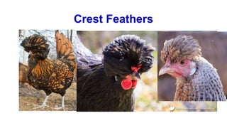 External Body Parts of Chicken | PPSX