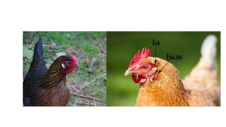 External Body Parts of Chicken | PPSX