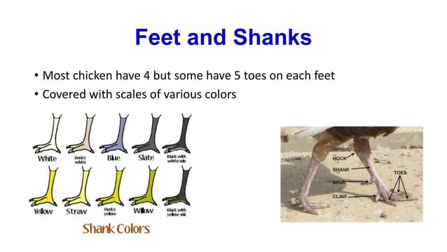 External Body Parts of Chicken | PPSX | Birds | Pets