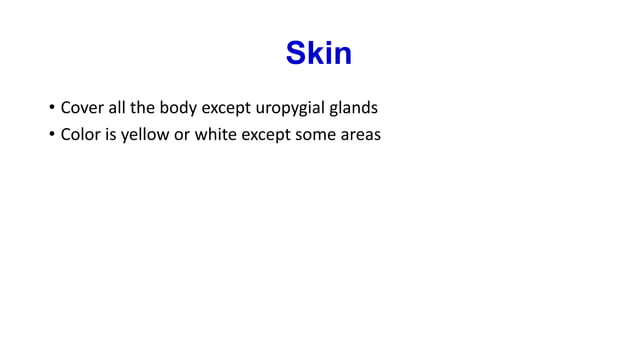 External Body Parts of Chicken | PPSX | Birds | Pets