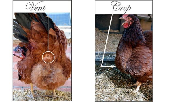 External Body Parts of Chicken | PPSX | Birds | Pets