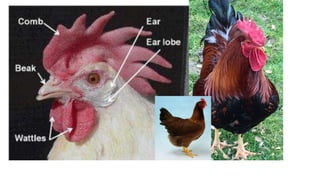 External Body Parts of Chicken | PPSX