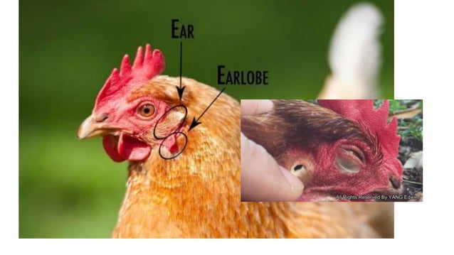 External Body Parts of Chicken | PPSX | Birds | Pets