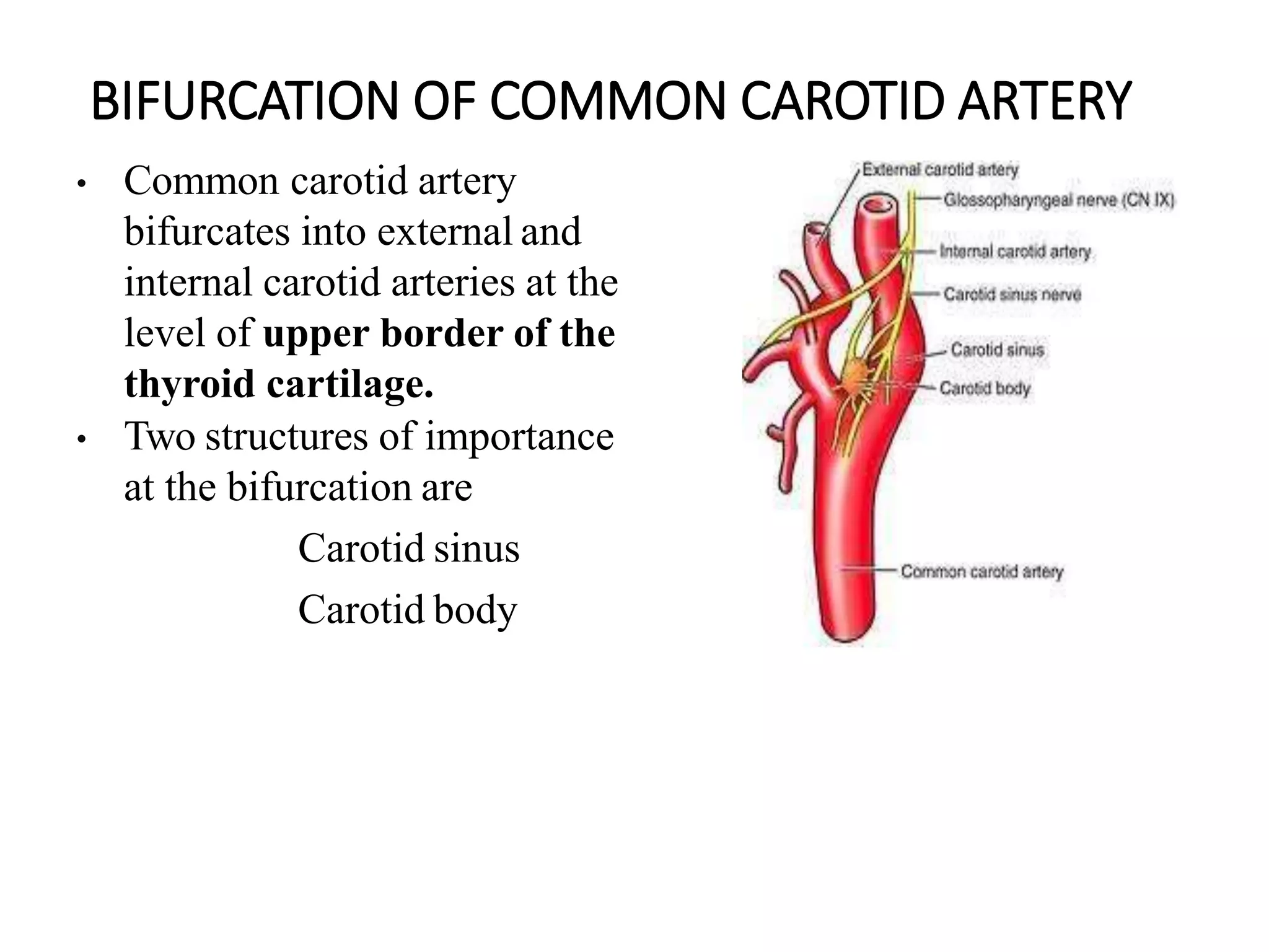 External carotid artery | PPTX