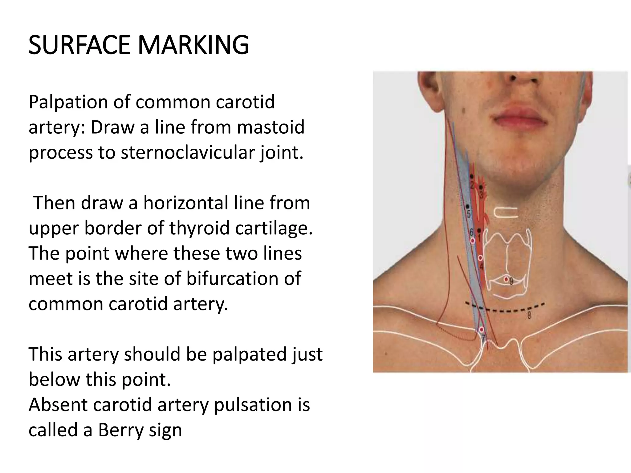 External carotid artery | PPTX