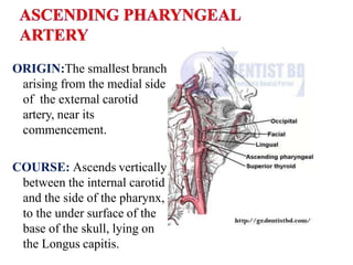 External Carotid Artery Course