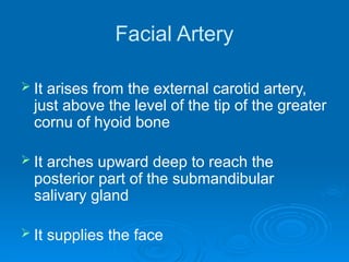 External carotid Artery and its branches.pptx