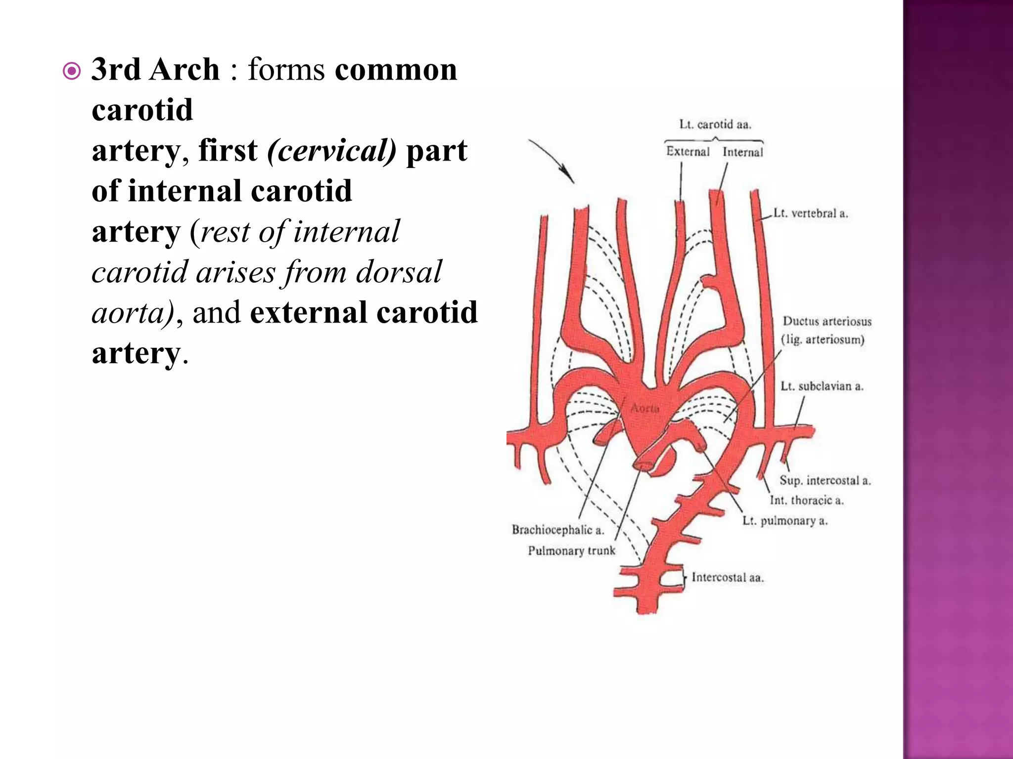 External carotid artery | PPTX