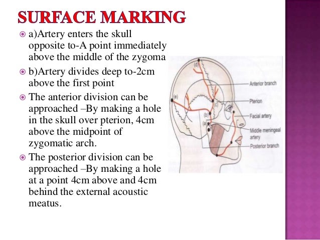 External carotid artery
