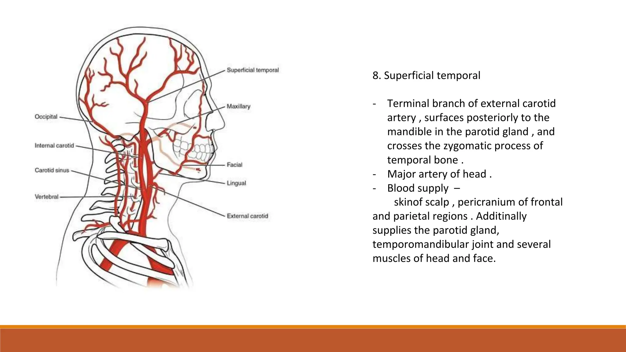 External carotid artery , ligation of External carotid artery, lingual ...