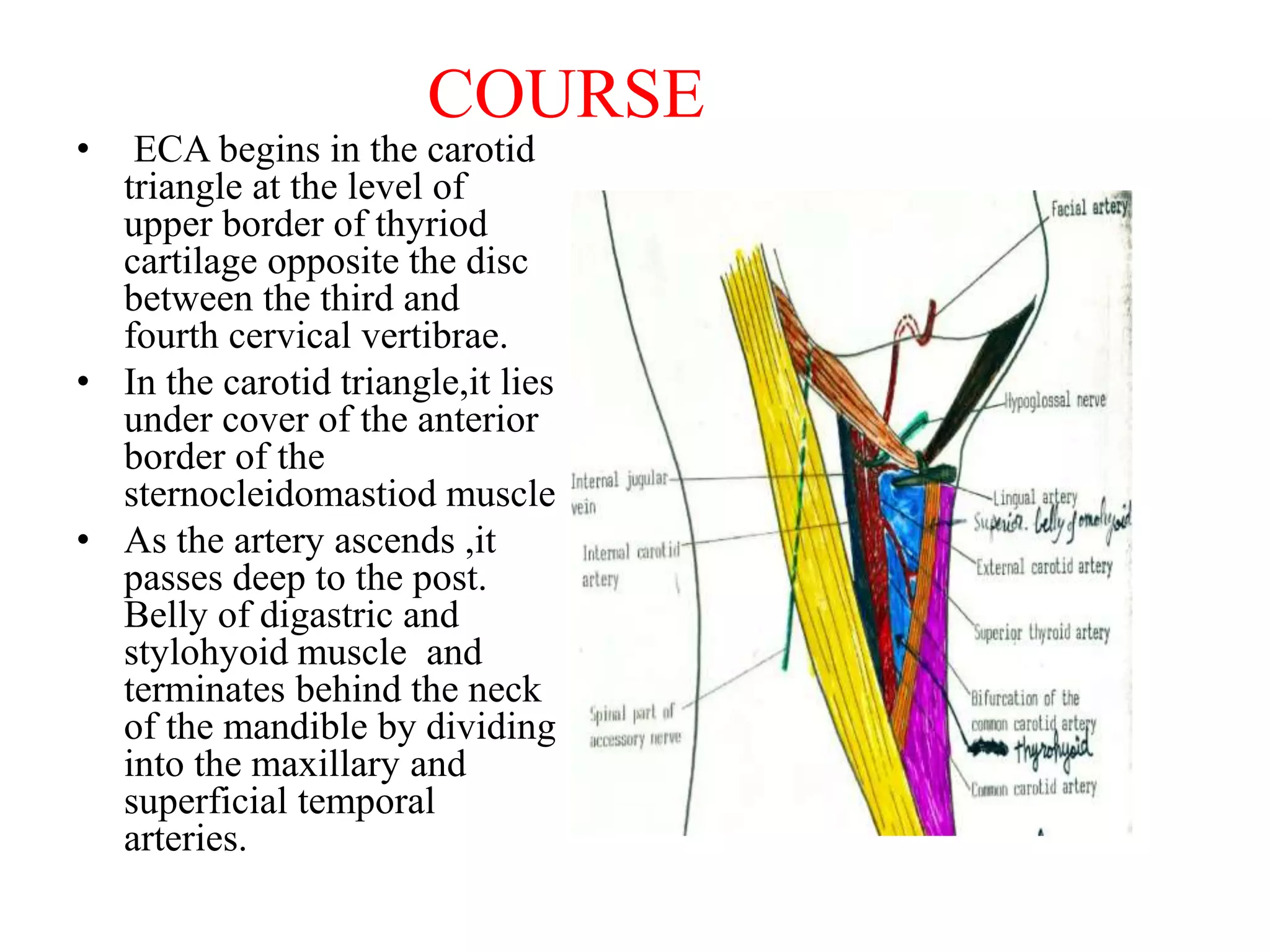 External carotid artery, branches and ligation | PPTX