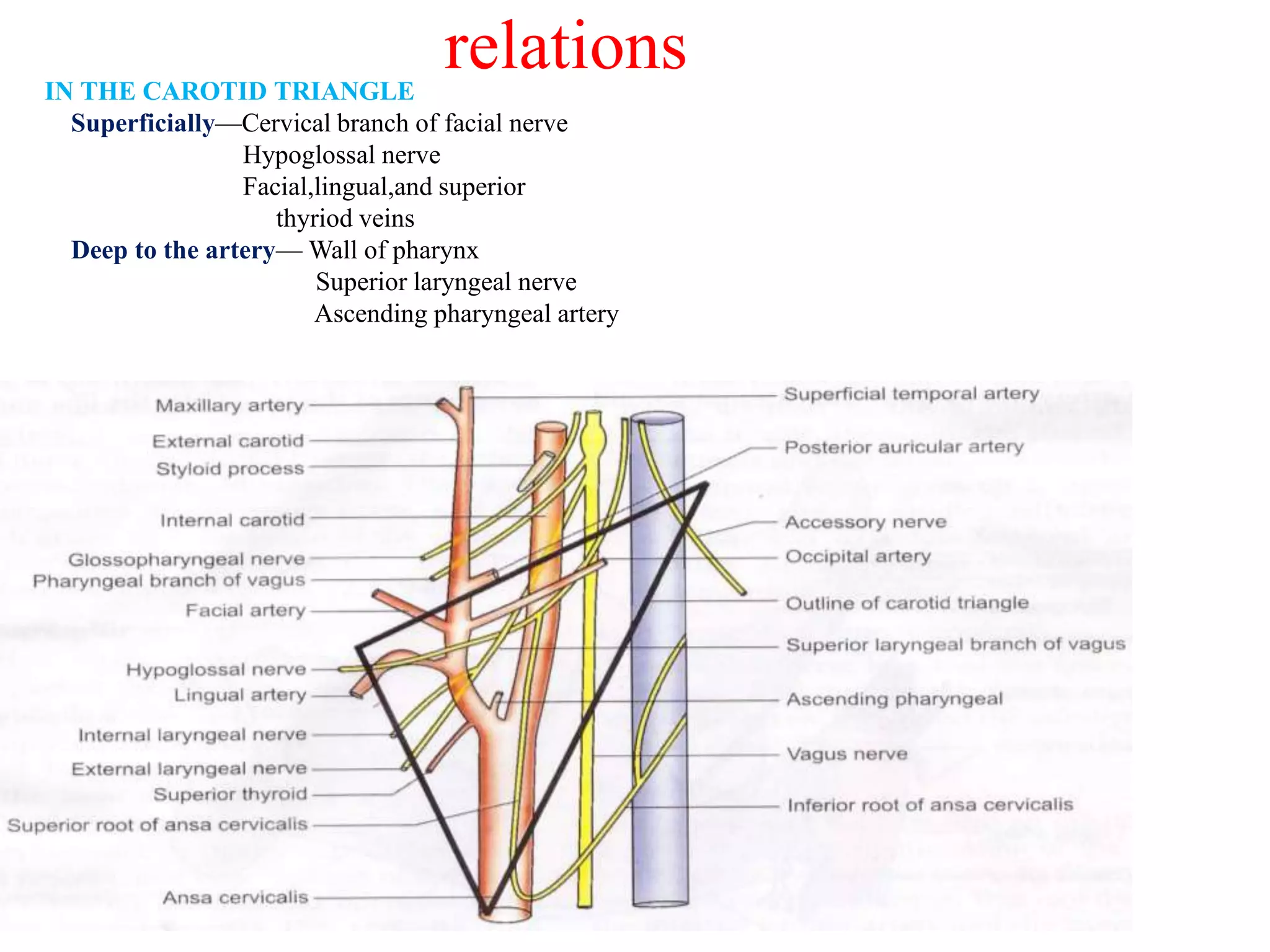 External carotid artery, branches and ligation | PPTX