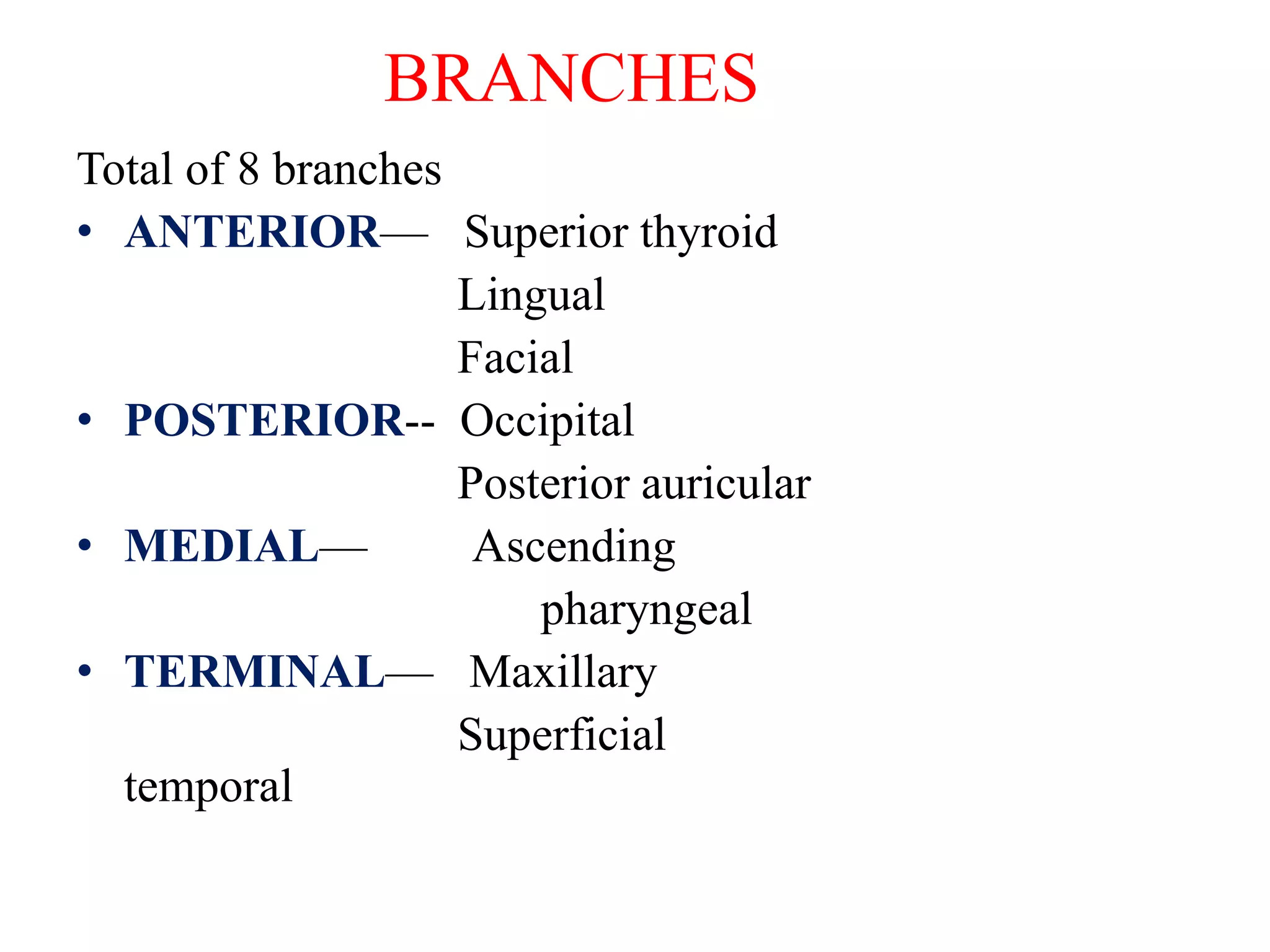 External carotid artery, branches and ligation | PPTX