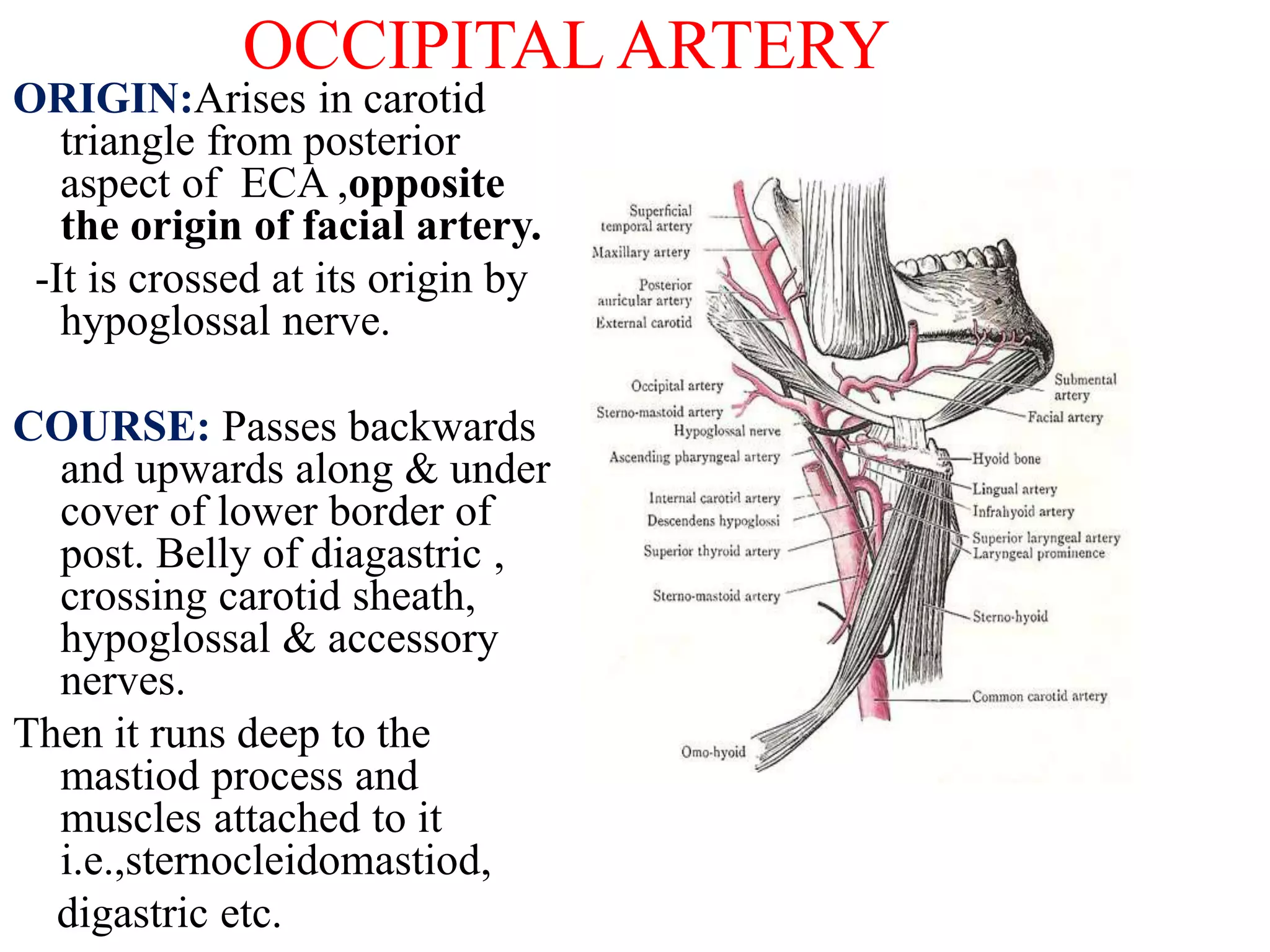 External carotid artery, branches and ligation | PPTX