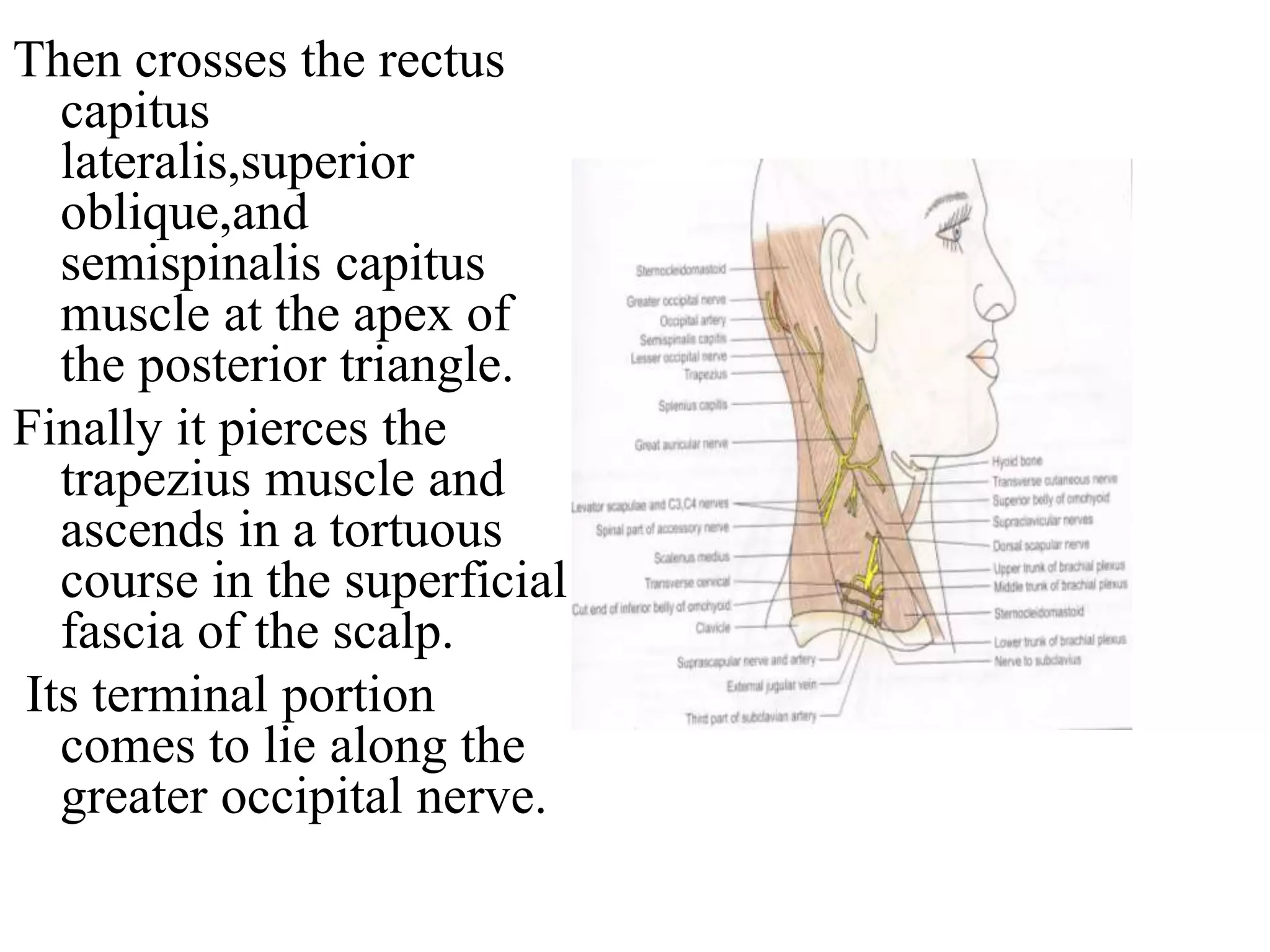 External carotid artery, branches and ligation | PPTX