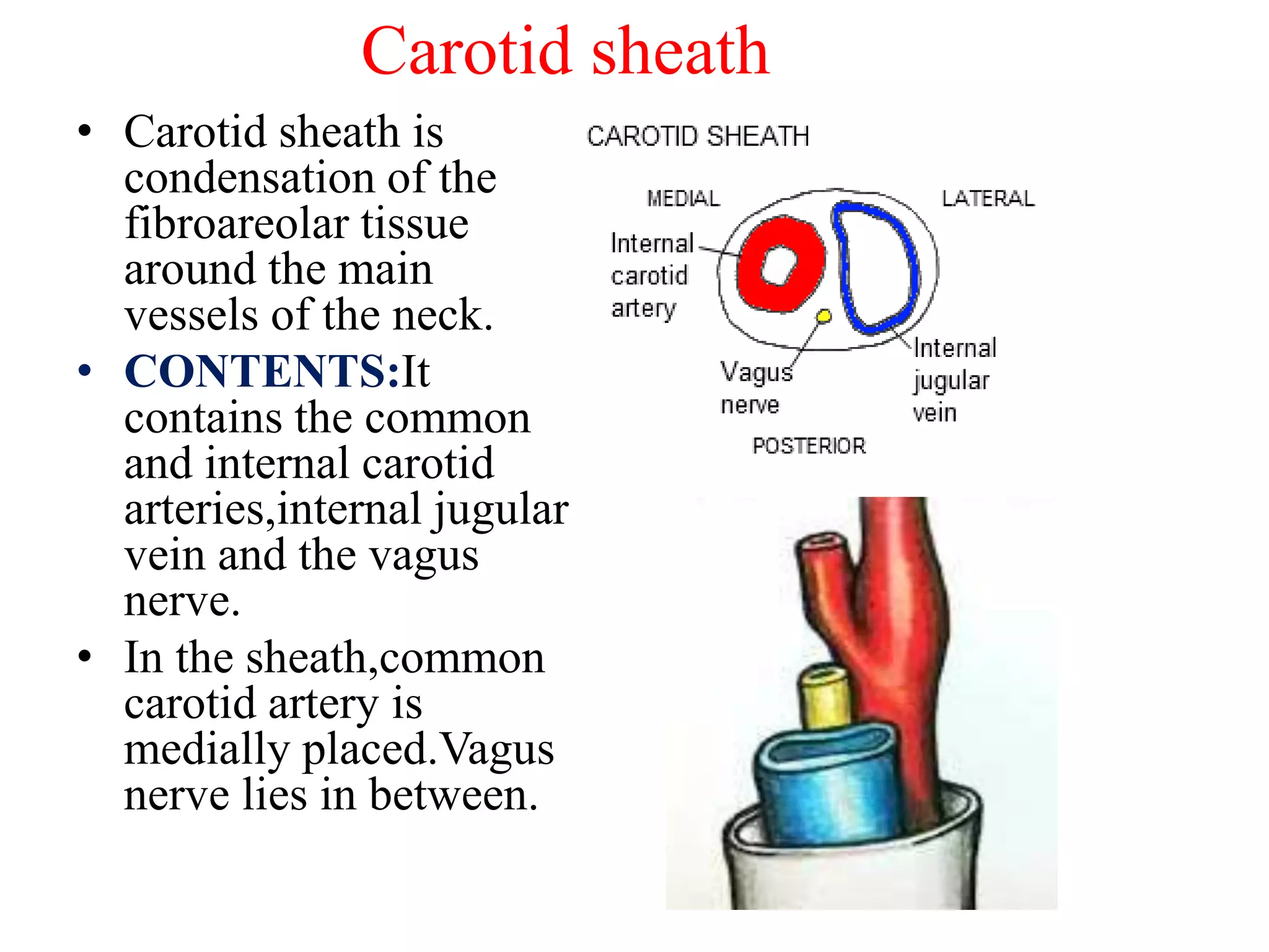 External carotid artery, branches and ligation | PPTX