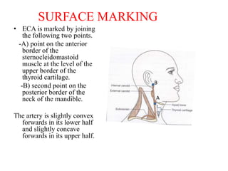 External carotid artery, branches and ligation | PPTX