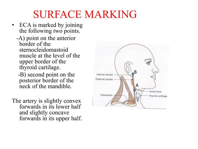 External carotid artery, branches and ligation | PPTX