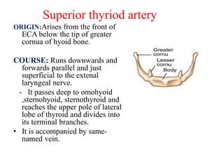 External carotid artery, branches and ligation | PPTX