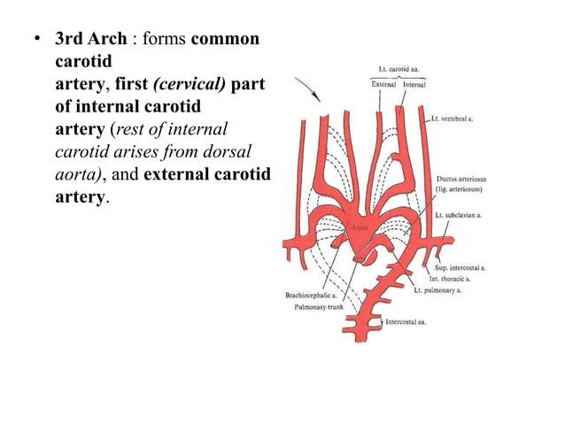 External carotid artery, branches and ligation | PPTX
