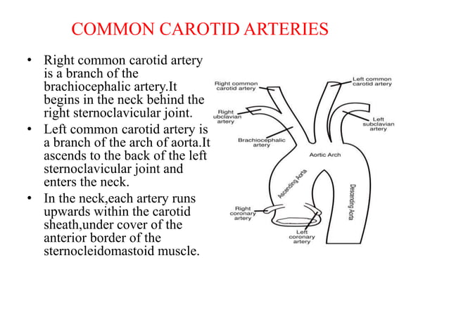External carotid artery, branches and ligation | PPTX