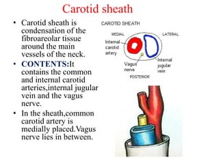 External carotid artery, branches and ligation | PPTX