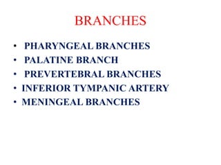 External Carotid Artery Branches Ppt