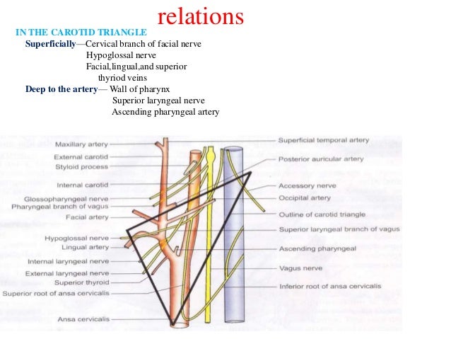 External carotid artery, branches and ligation
