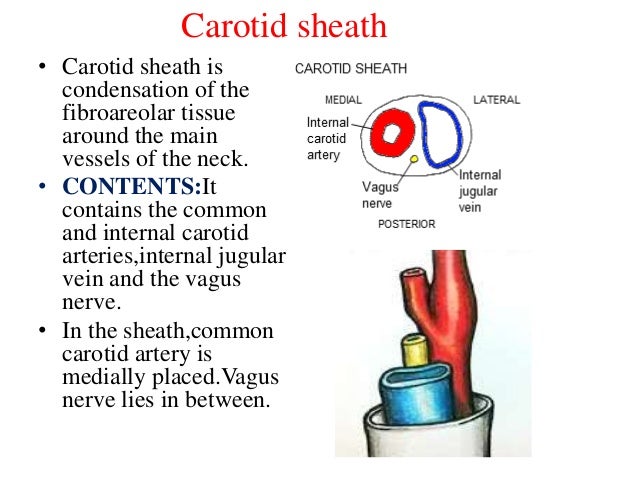 External carotid artery, branches and ligation