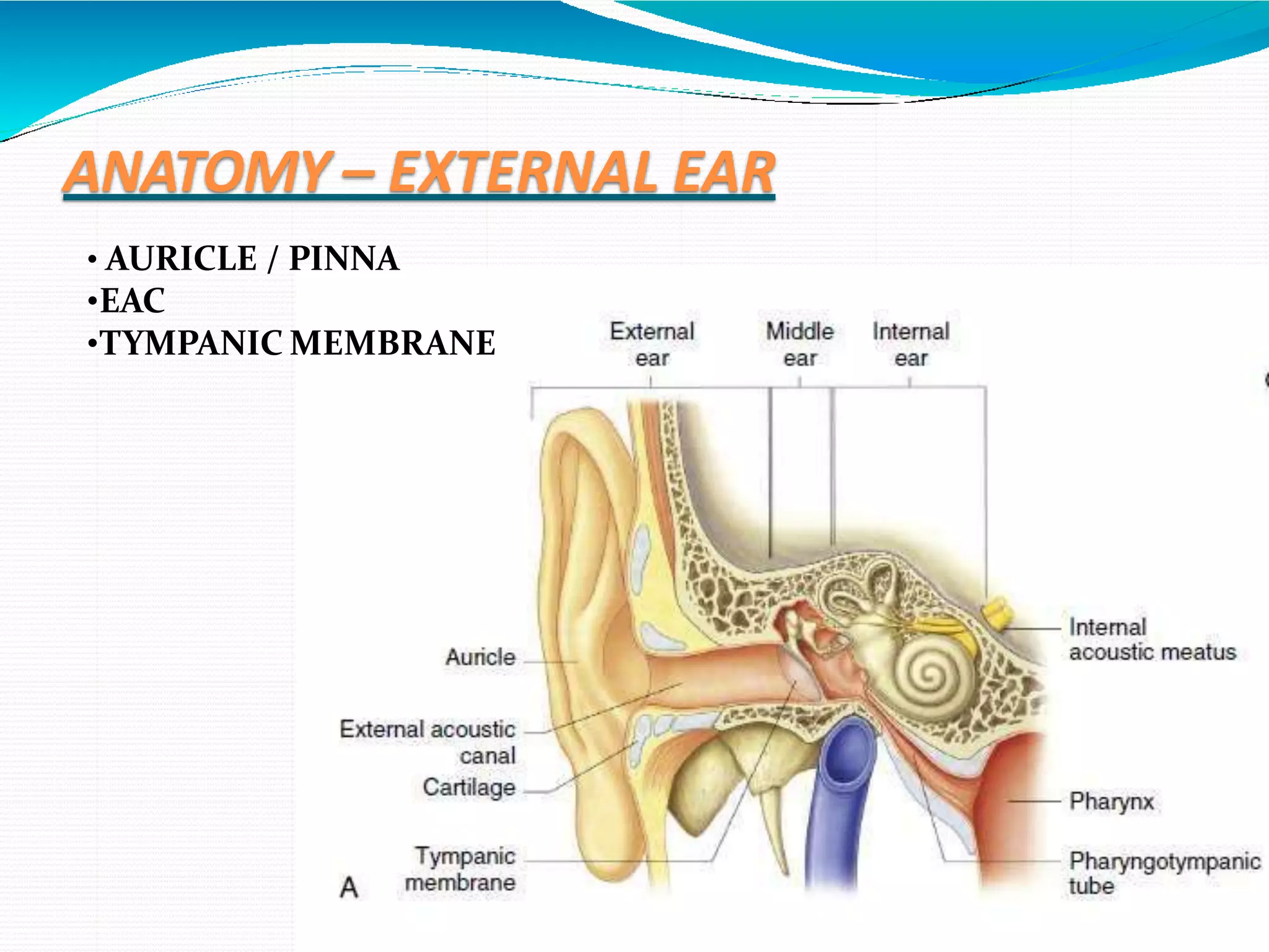 ANATOMY OF EXTERNAL EAR | PPTX