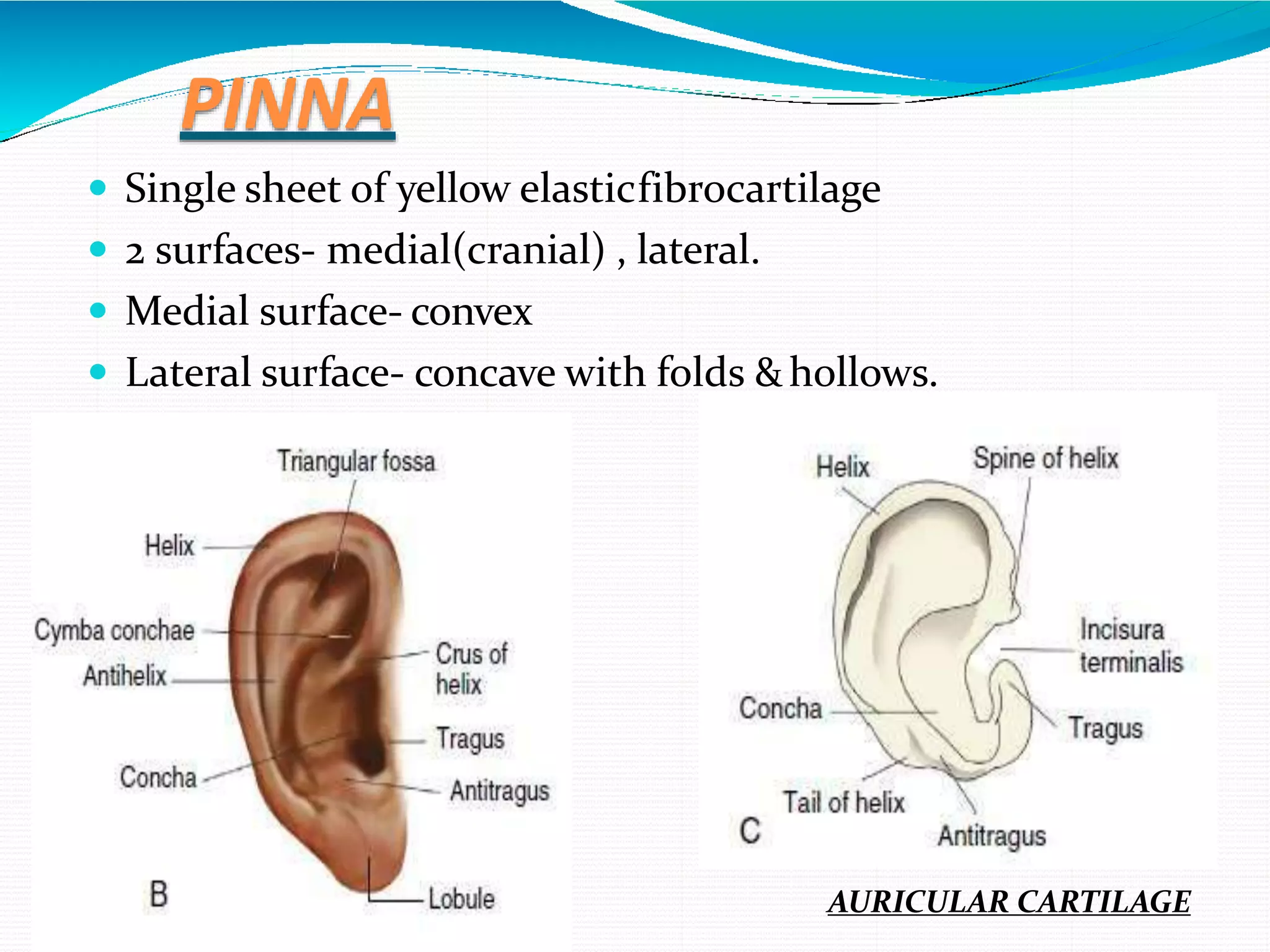 ANATOMY OF EXTERNAL EAR | PPTX