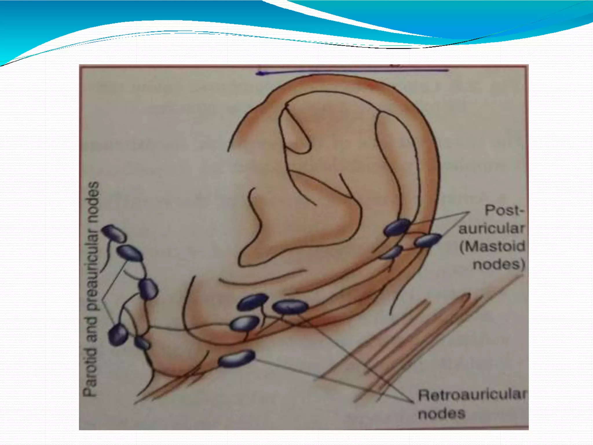 ANATOMY OF EXTERNAL EAR | PPTX