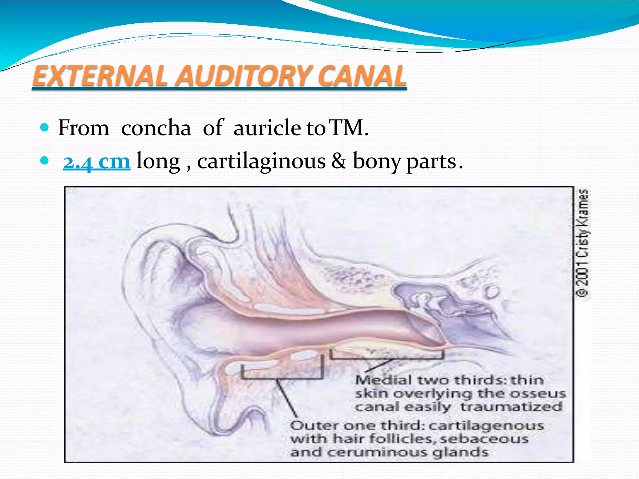 ANATOMY OF EXTERNAL EAR | PPTX
