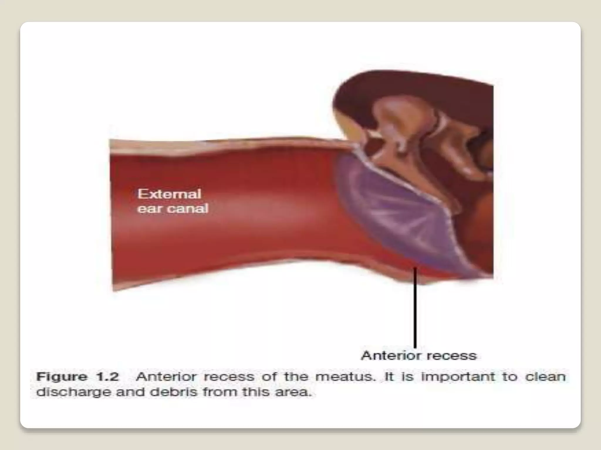 ANATOMY OF EXTERNAL EAR | PPTX