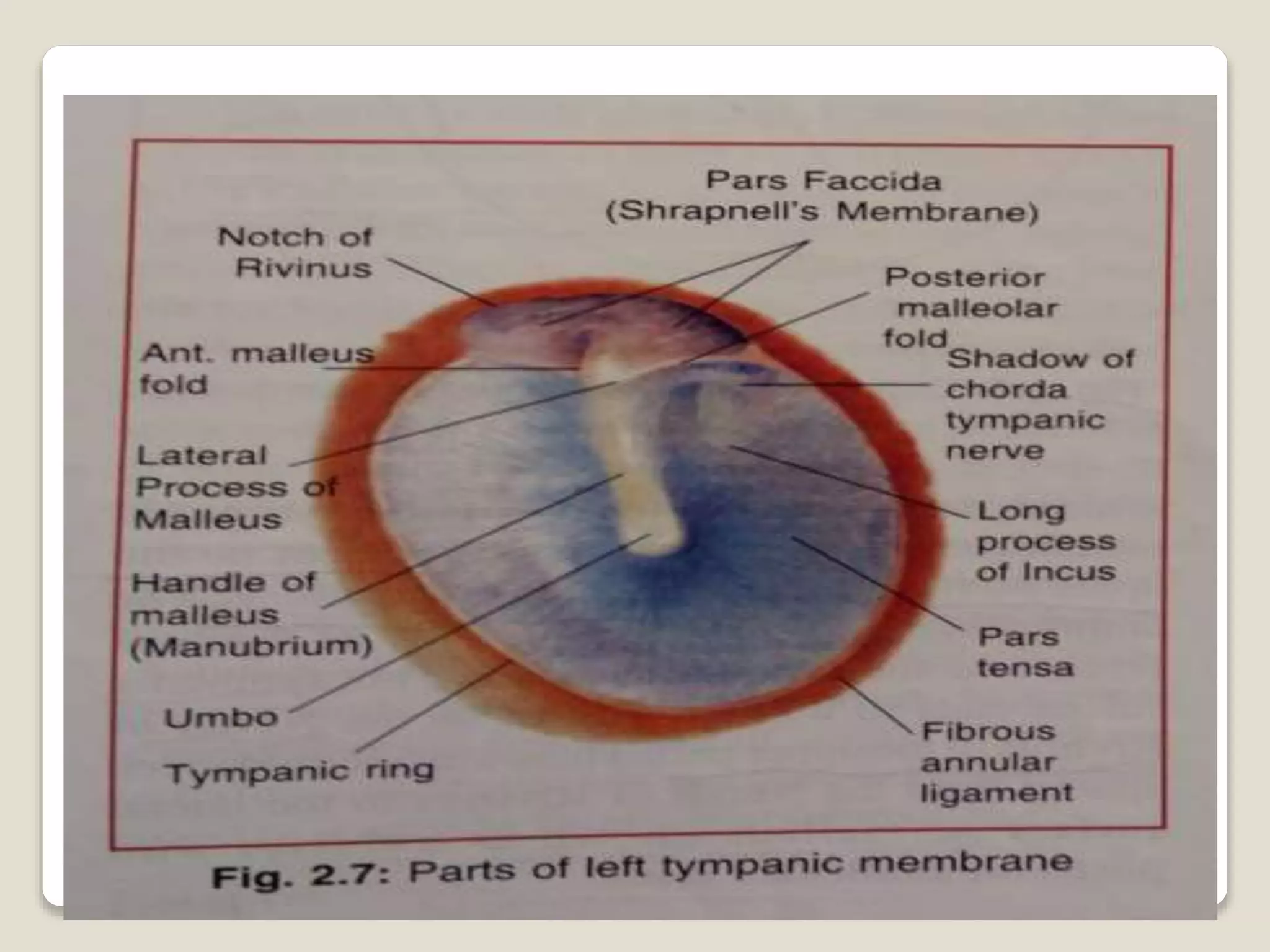 ANATOMY OF EXTERNAL EAR | PPTX