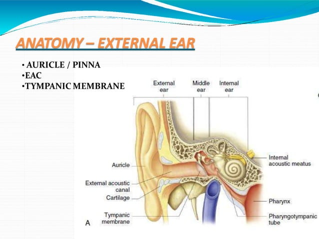ANATOMY OF EXTERNAL EAR | PPTX